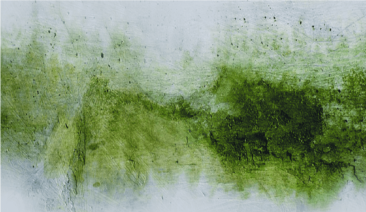 Fungus and algae - Nippon Paint The Colour Experts